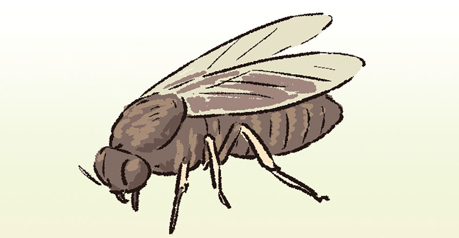 キャンプの虫対策Q&A イヤな虫の特徴と基本的な対処方法を覚えておこう！ - SOTOBIRA