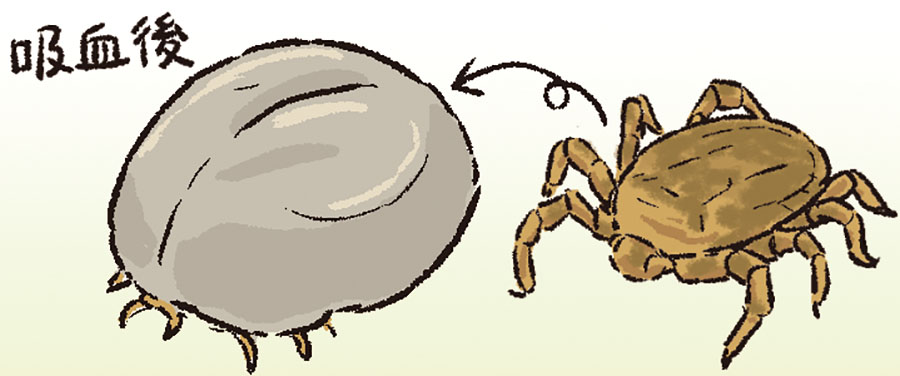 キャンプの虫対策Q&A イヤな虫の特徴と基本的な対処方法を覚えておこう！ - SOTOBIRA