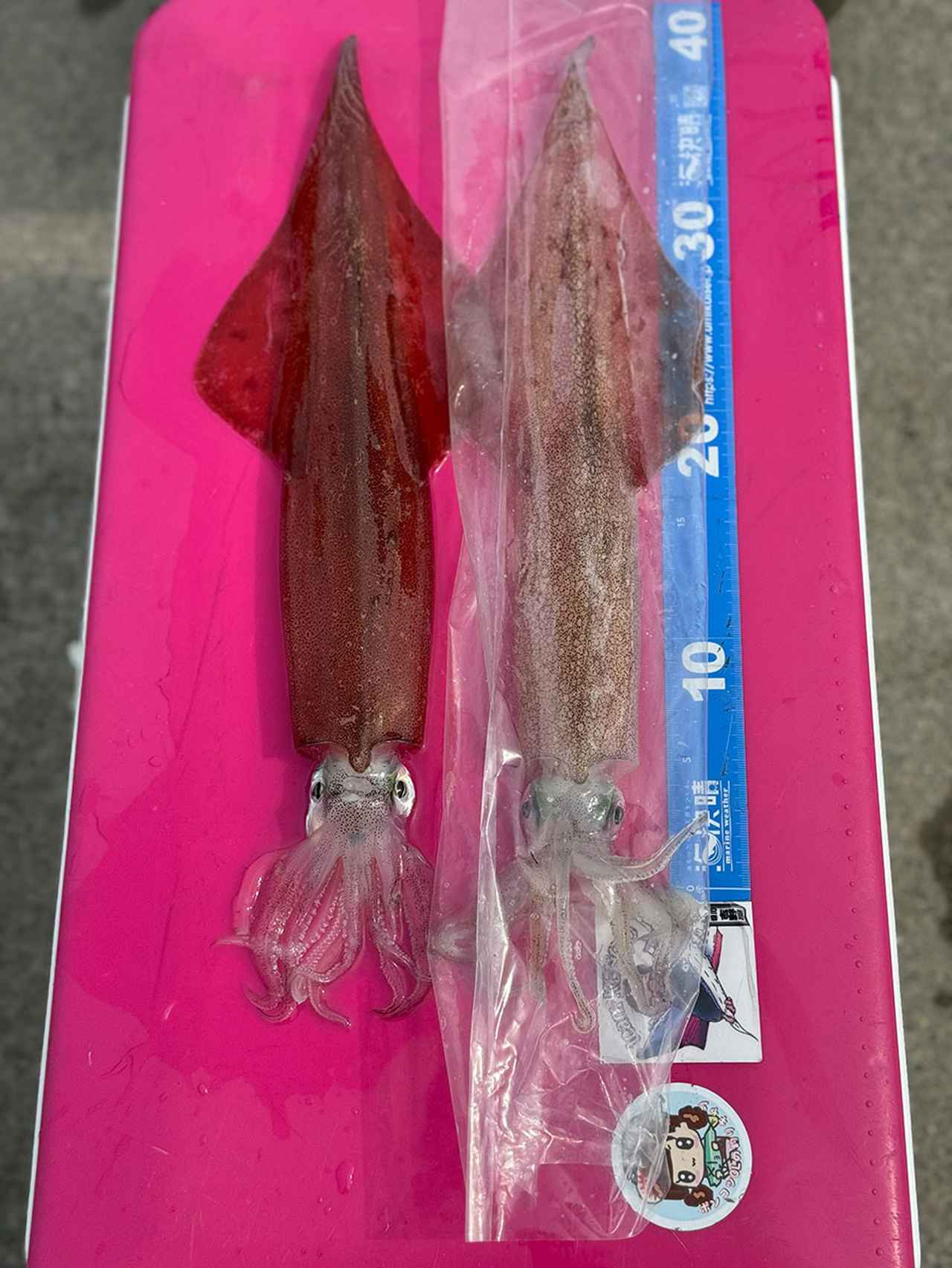 軽キャンパーで車中泊×釣り！茨城でヤリイカを狙う さおりんごの「食べるまでが車中泊★」⑧ (1/2) - SOTOBIRA