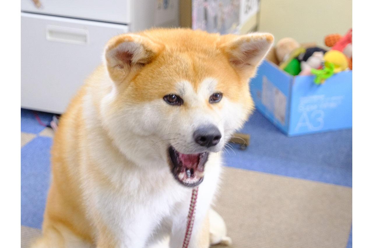 秋田ディープ探訪 ～文化とレトロが香るあたたかな町・大館 (1/2) - OnTrip JAL