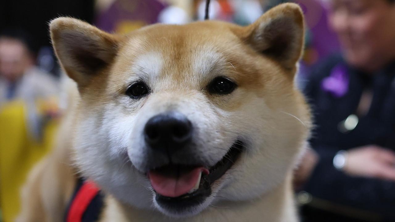 「日本犬」を愛してやまない5名のサッカー選手 (3/3) - Qoly-Sports＆the Style