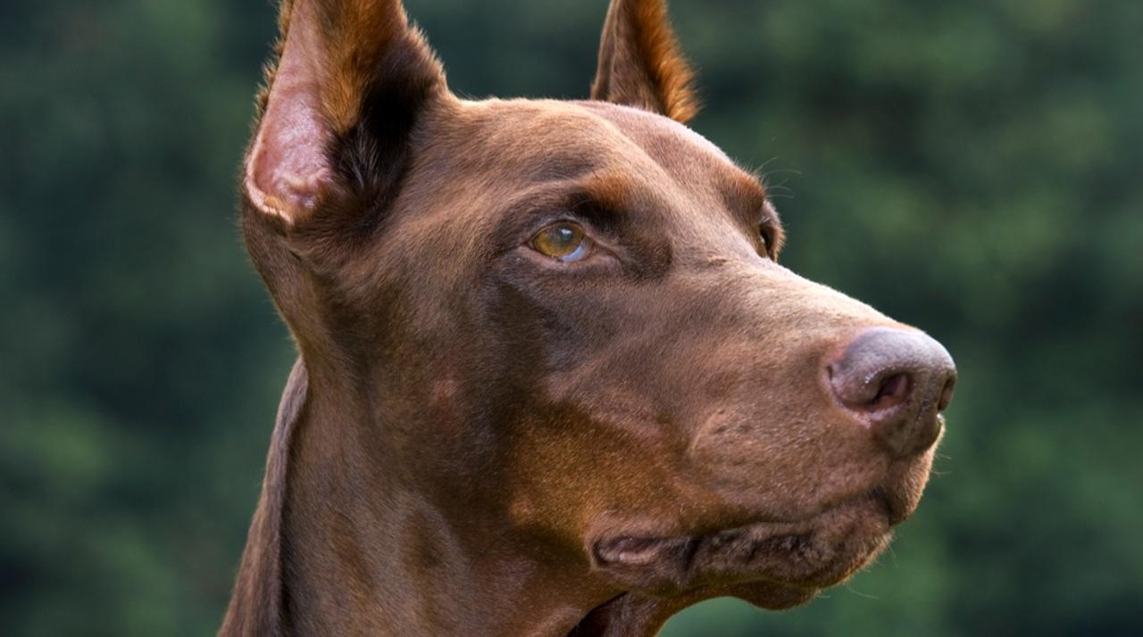 殺害予告も受けたリヴァプールFWイサク、番犬としてドーベルマンを600万円超で購入か - Qoly-Sports＆the Style